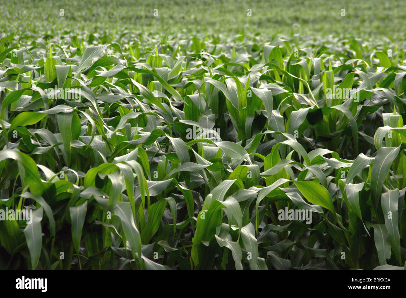 A farm with a field of growing corn adjacent to the Mekong River is ...