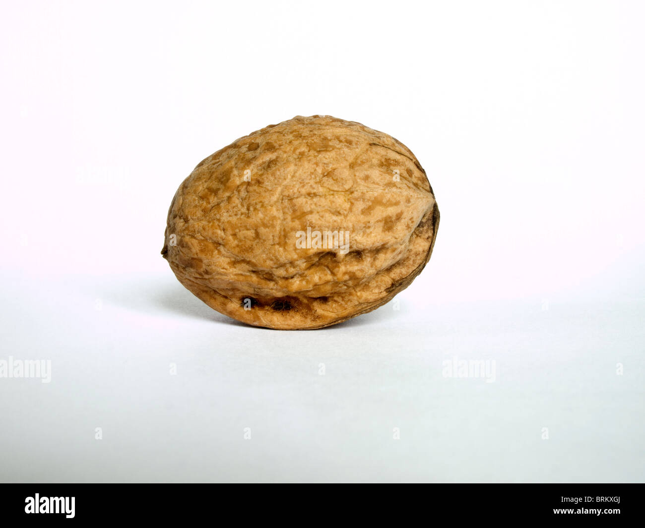 One walnut in shell Stock Photo - Alamy