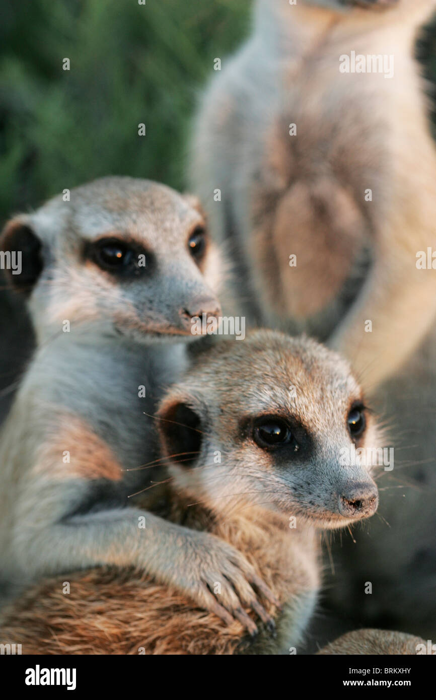 Huddle of Meerkats (Suricate), one with a paw on the shoulder of ...