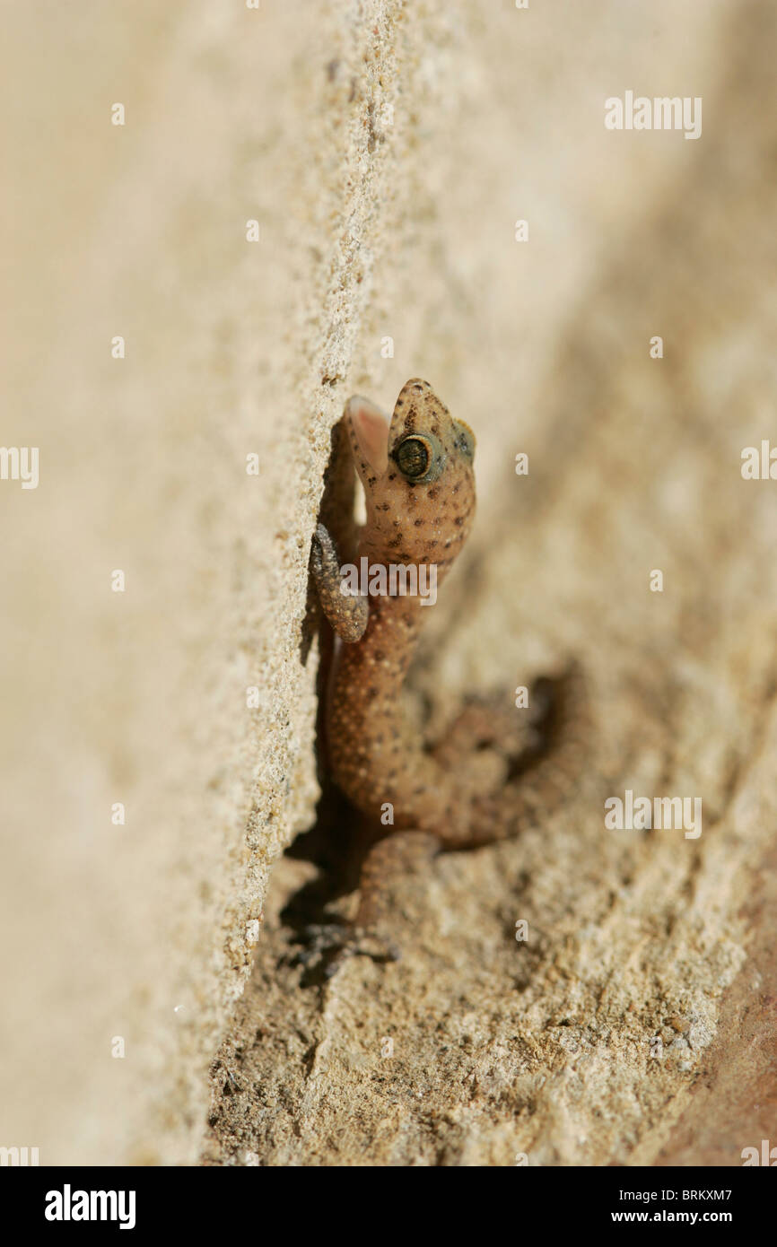Rock gecko south africa hi-res stock photography and images - Alamy