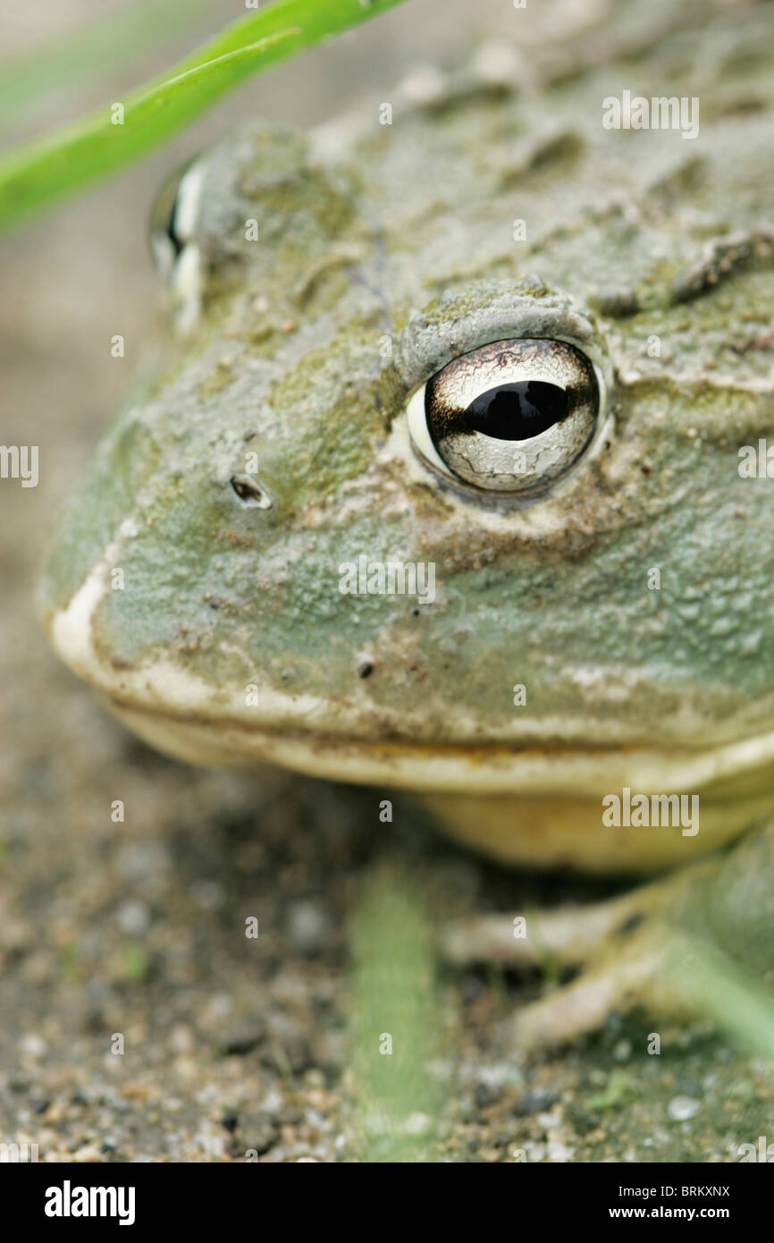 Close-up portrait of African bullfrog Stock Photo - Alamy