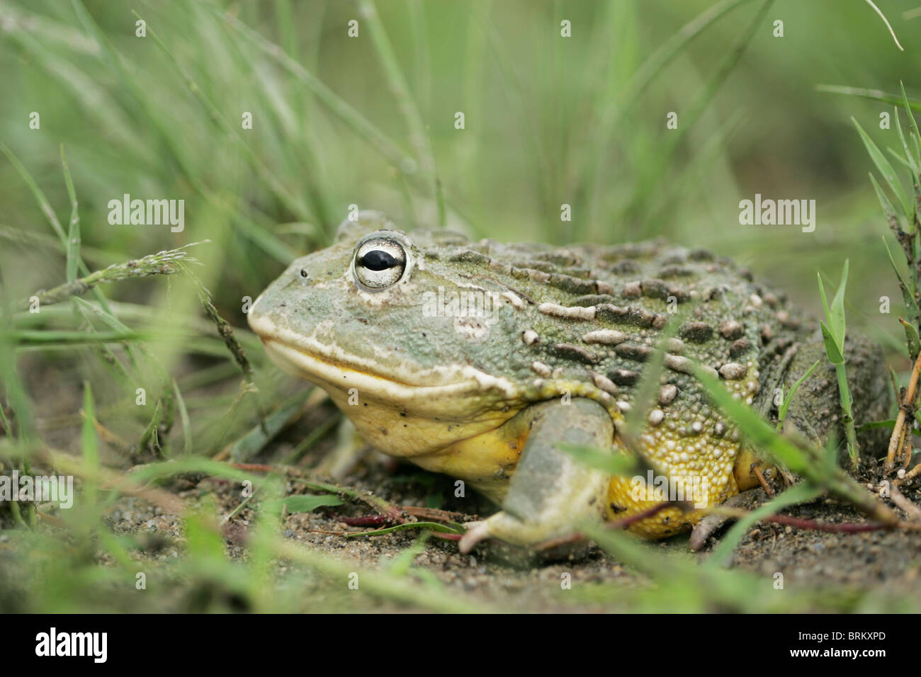 African bullfrog hi-res stock photography and images - Alamy
