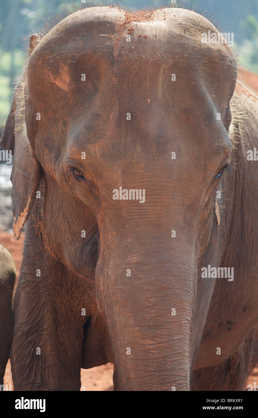 Hook Elephant High Resolution Stock Photography and Images - Alamy