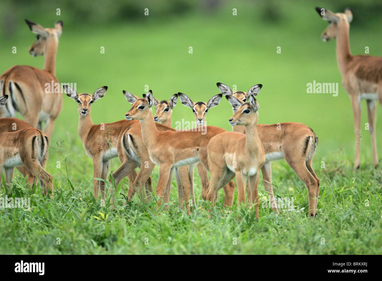 Impala babies hi-res stock photography and images - Alamy
