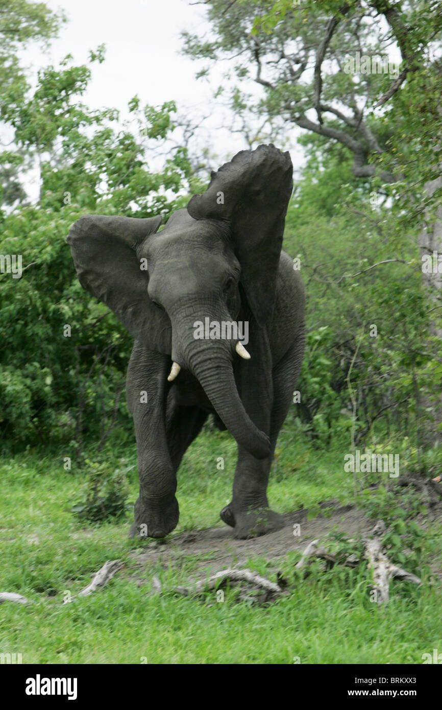Threatening elephant shaking its ears Stock Photo - Alamy