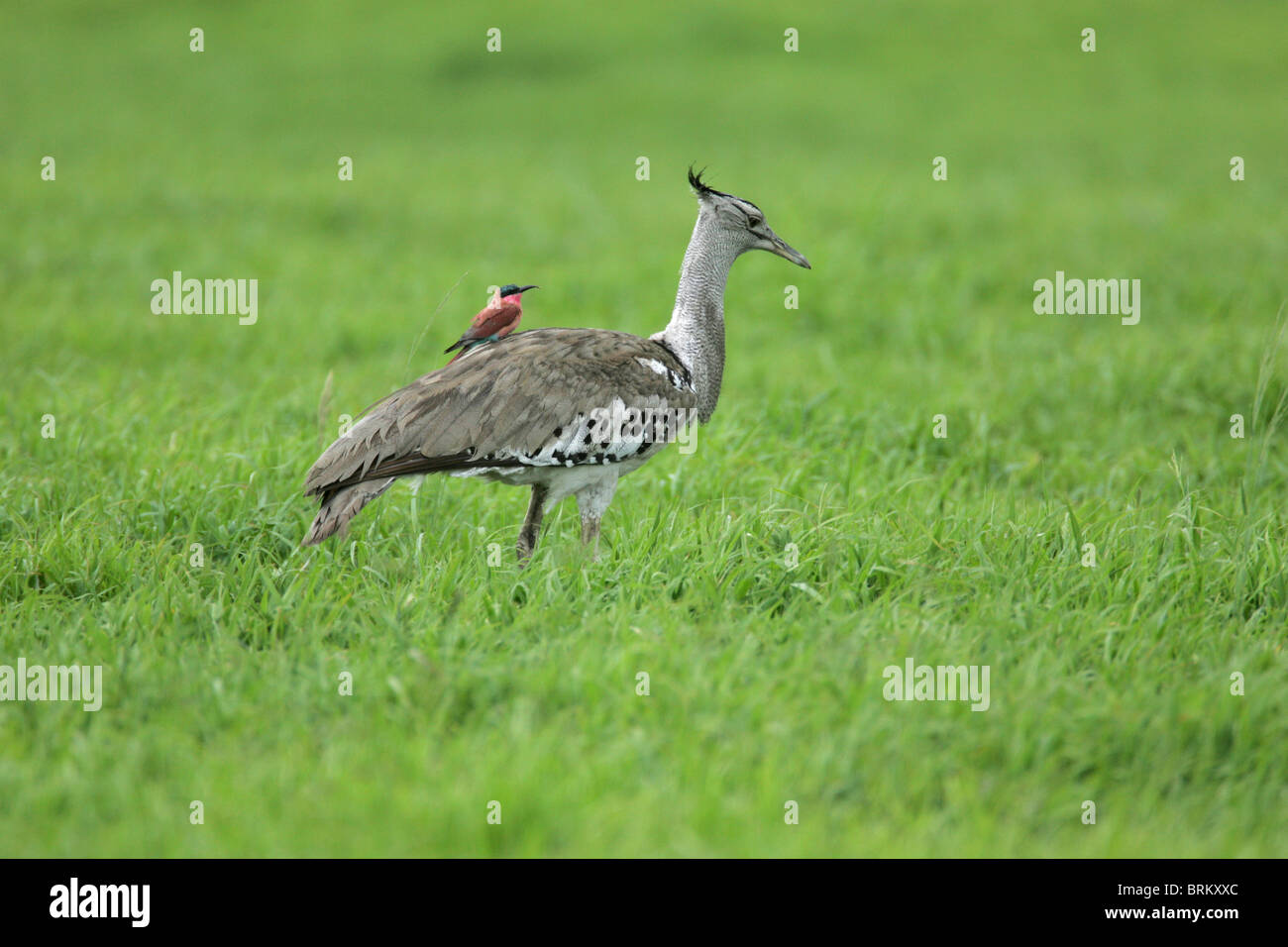 Bustard bee eater hi-res stock photography and images - Alamy