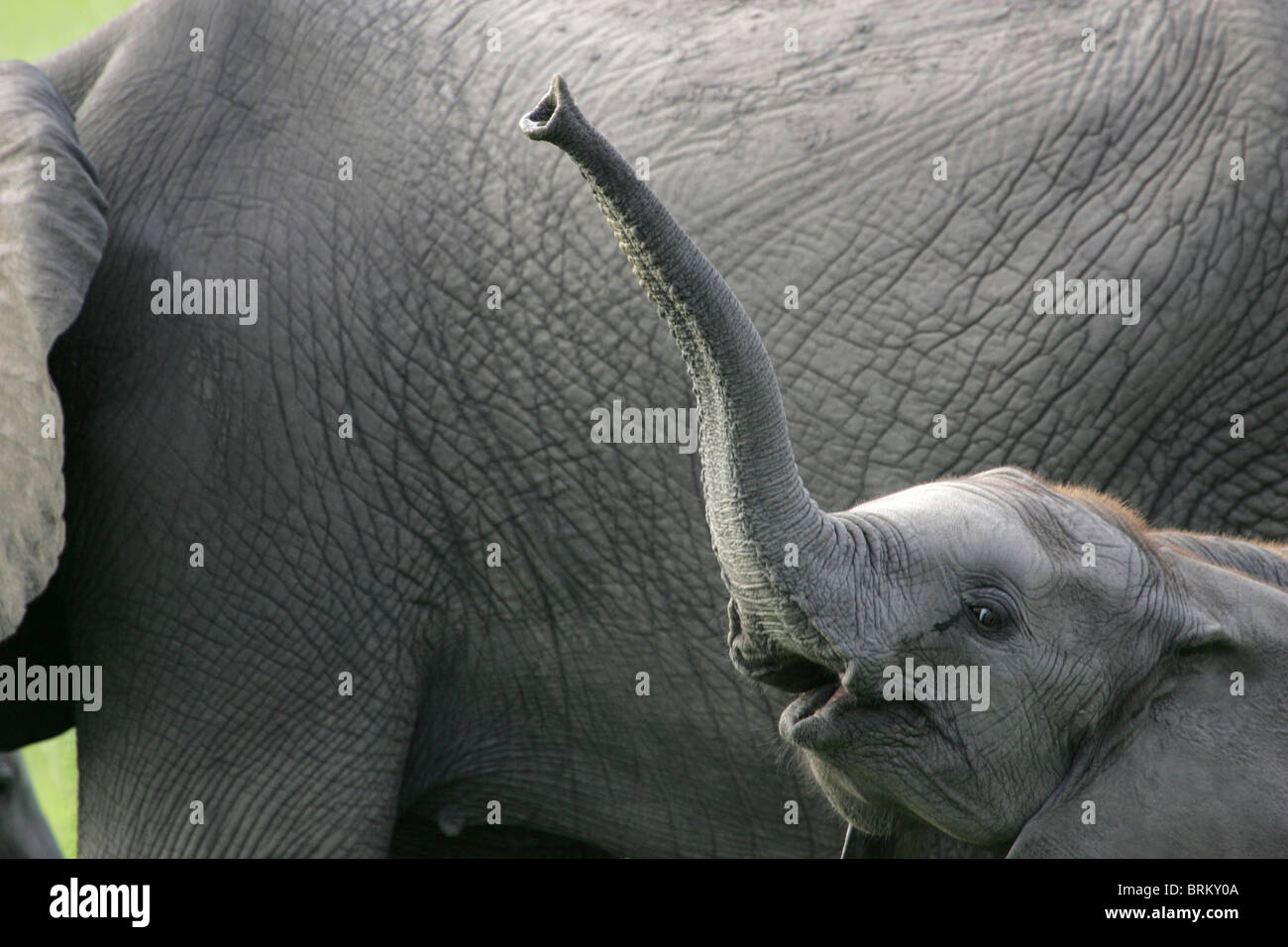 Portrait of a baby elephant with its trunk raised viewed against the ...
