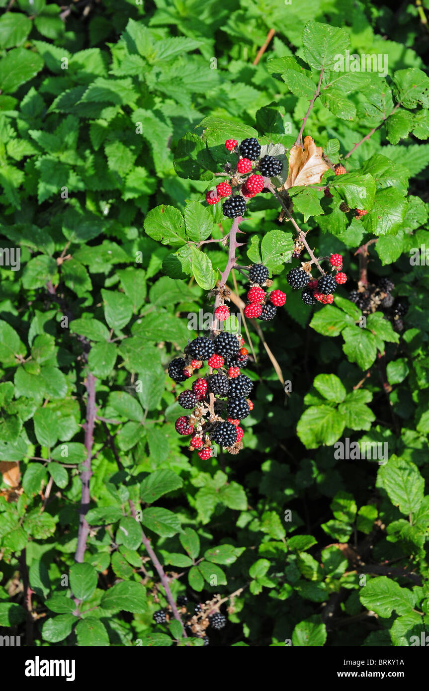 Ripe and ripening blackberries (Rubus fruticosus) September Stock Photo ...