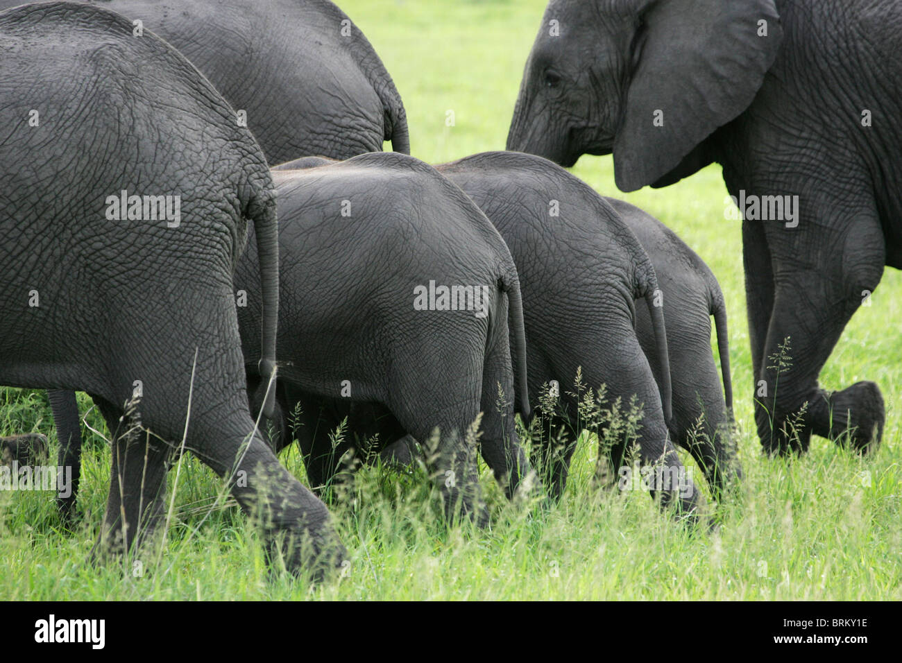 Rear view of elephant herd walking away Stock Photo - Alamy