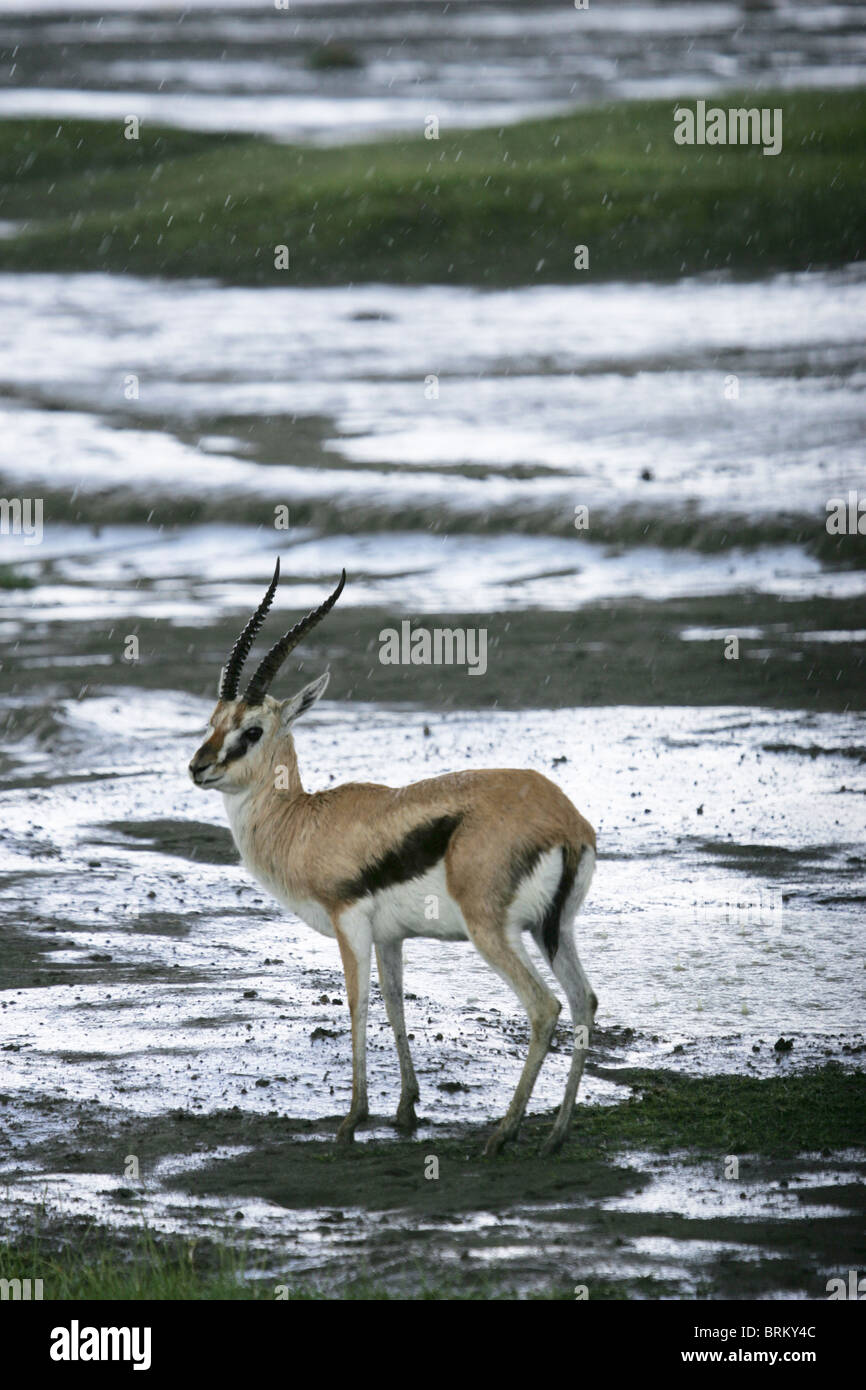 Gazelle standing hi-res stock photography and images - Alamy