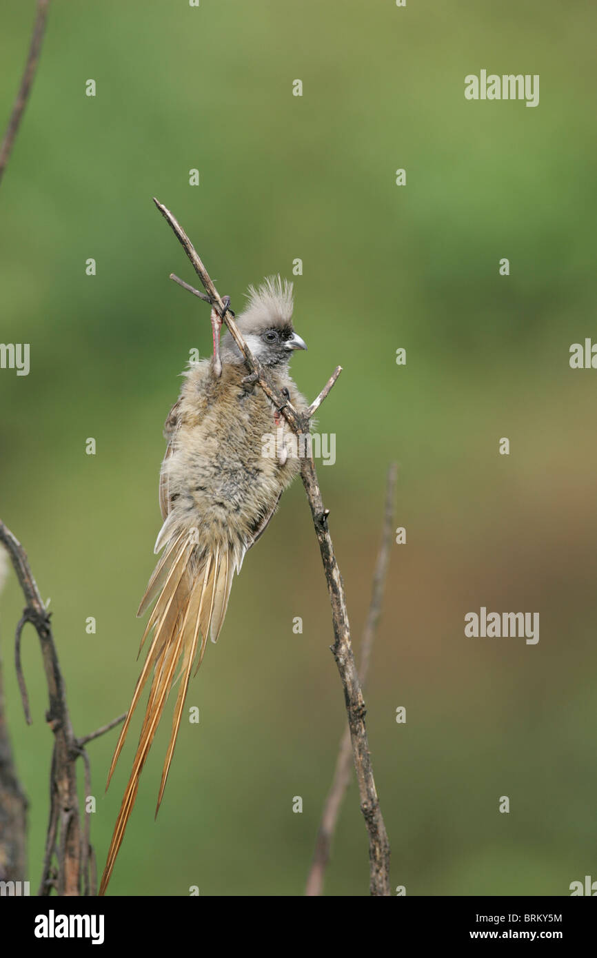 Mousebird hi-res stock photography and images - Alamy