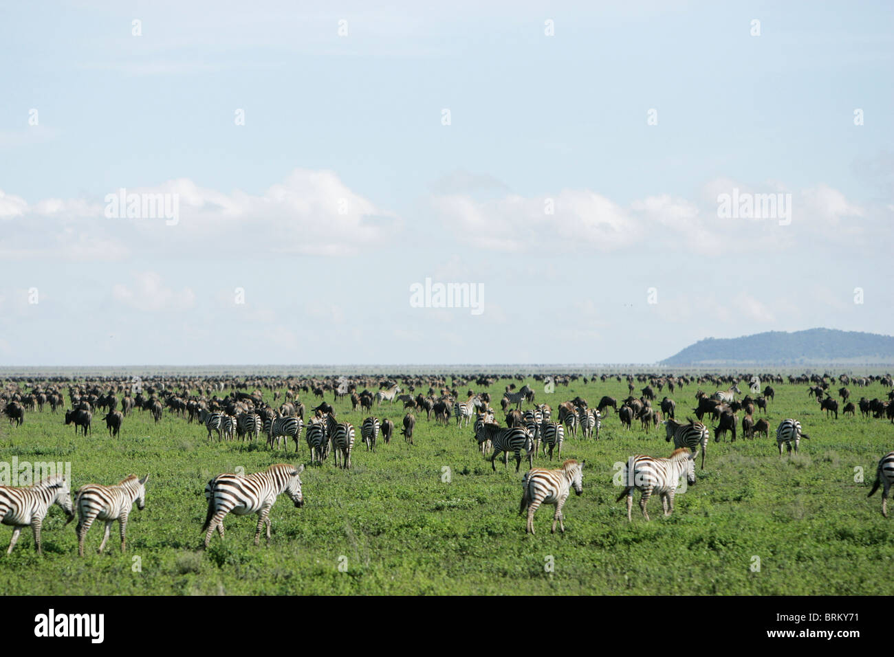 Zebra migration serengeti hi-res stock photography and images - Alamy