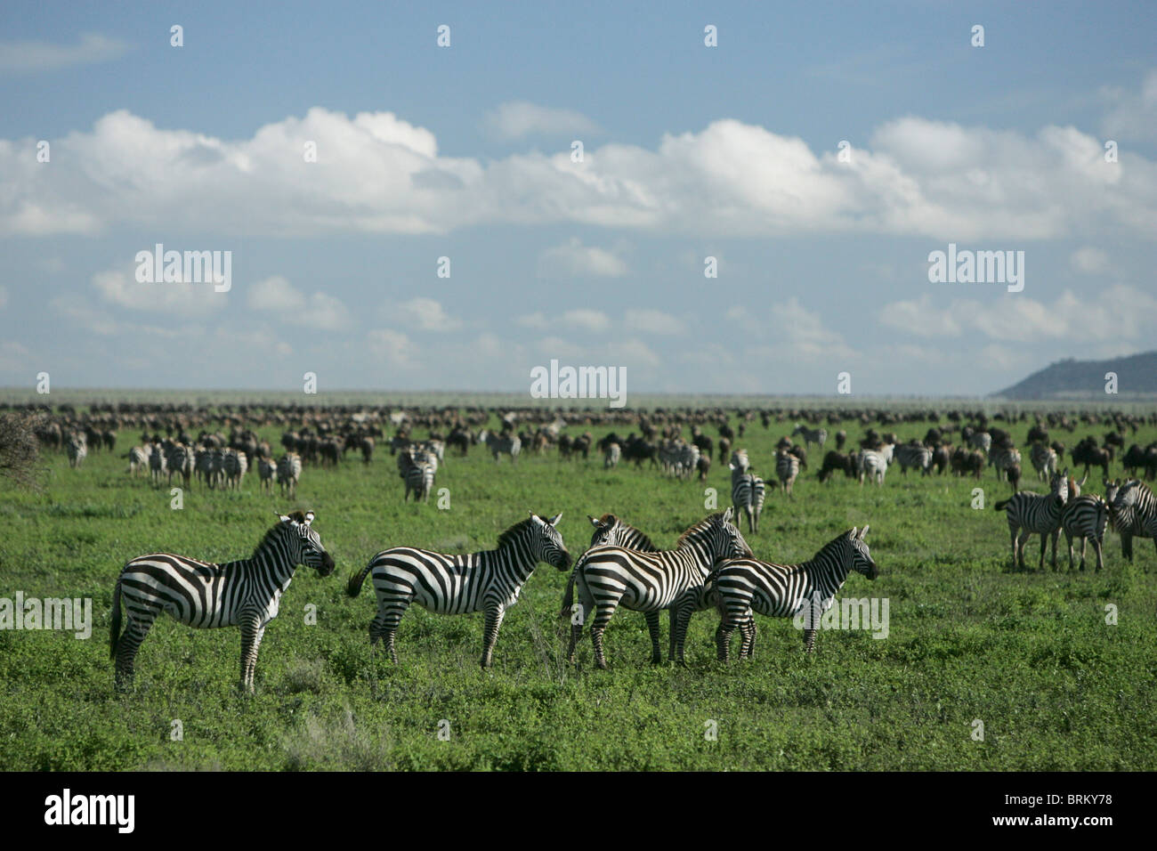 Serengeti zebra migration not mara hi-res stock photography and images ...