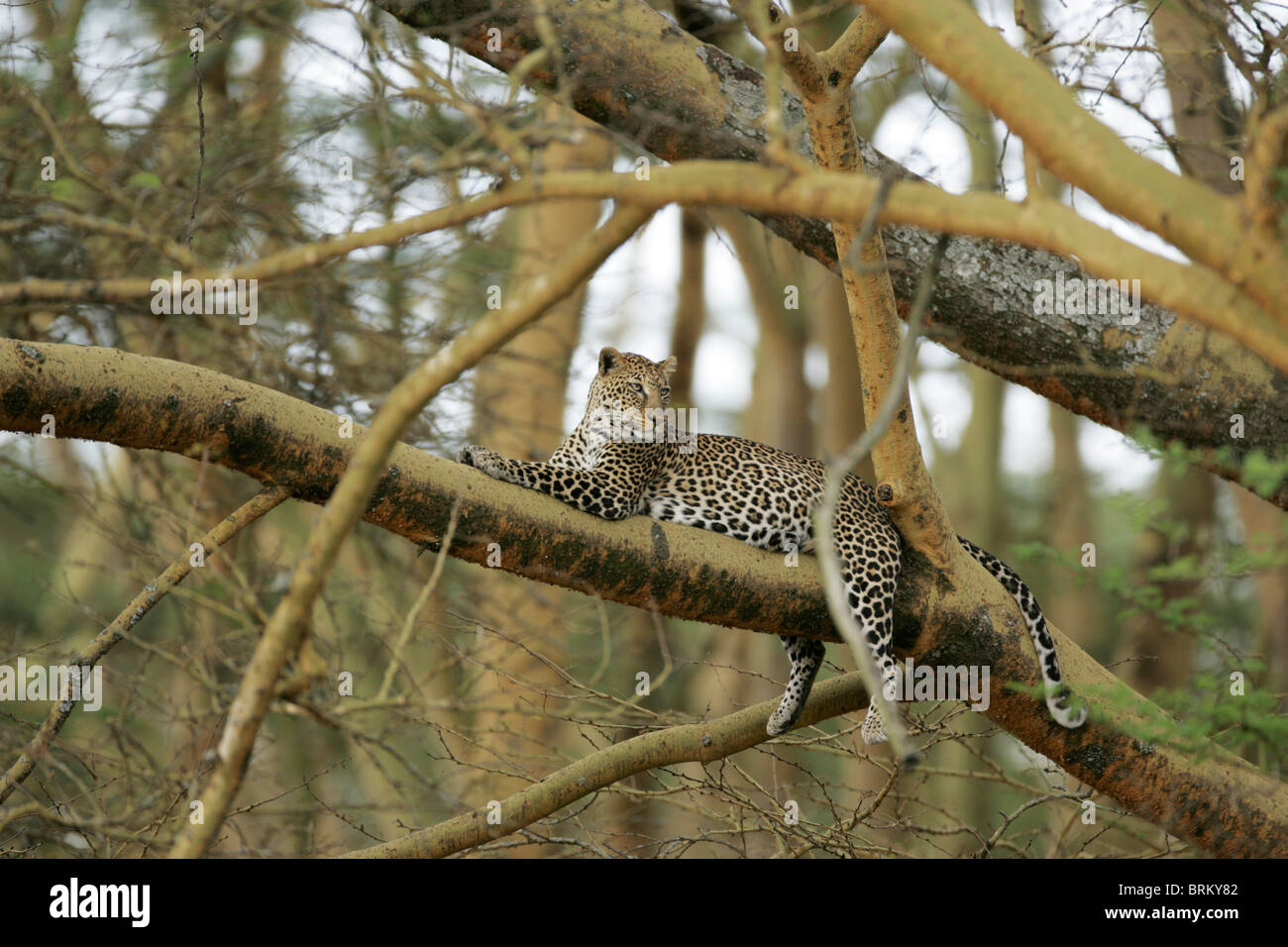 Leopard lying on a branch in a fever tree Stock Photo - Alamy