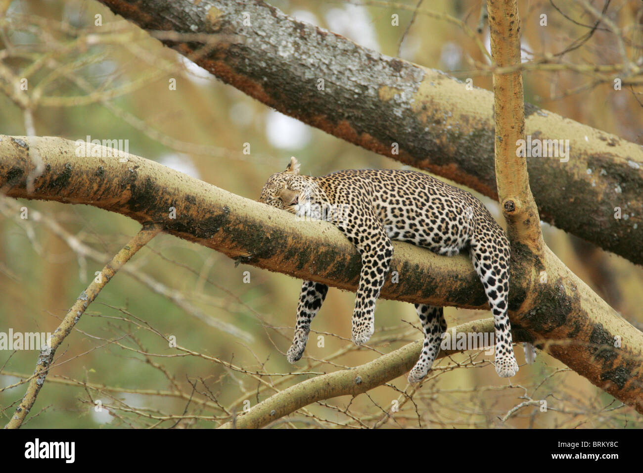 Leopard tree hi-res stock photography and images - Alamy