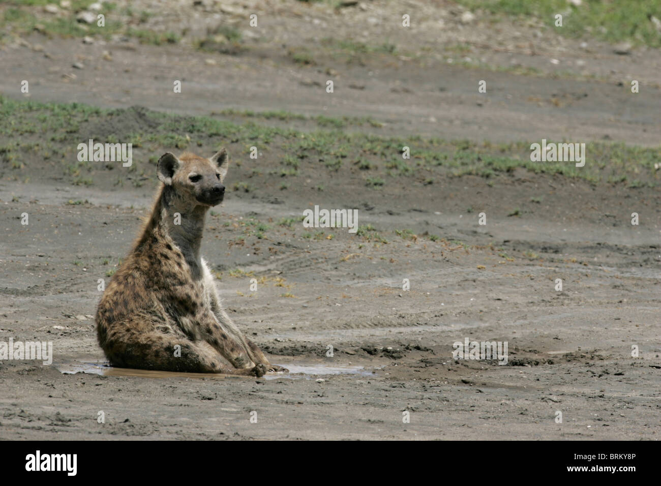 Spotted hyena sitting in water Stock Photo - Alamy