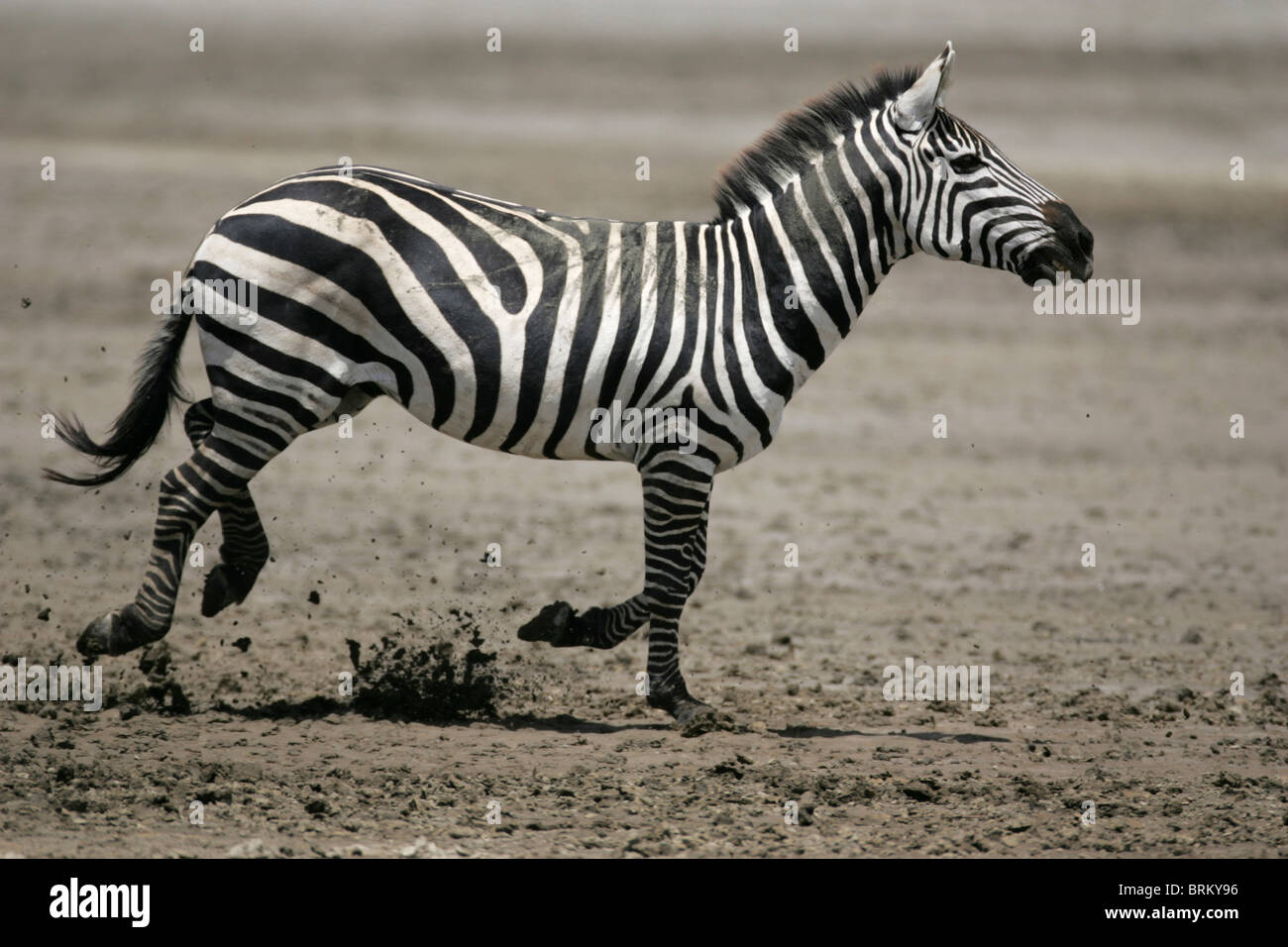 Zebra run hi-res stock photography and images - Alamy