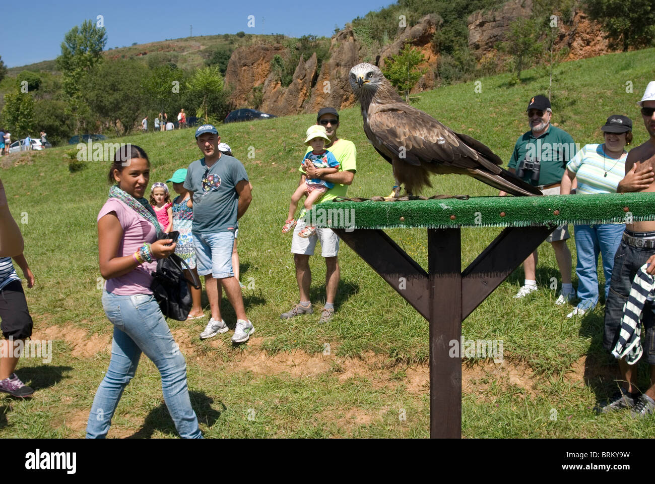 Black Kite (Milvus migrans) in a falconry exhibition Stock Photo - Alamy