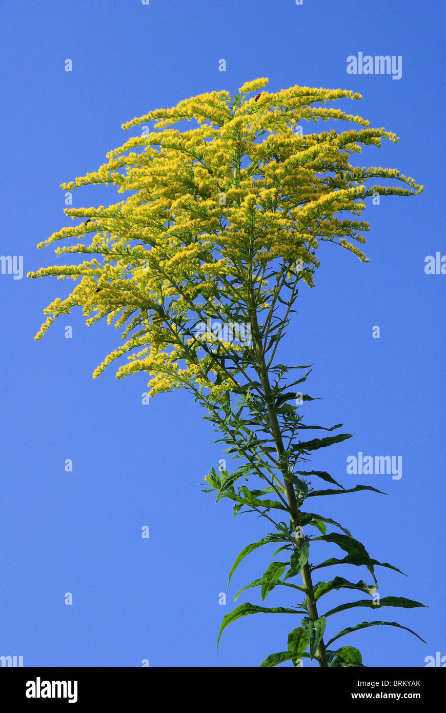 Goldenrod field hi-res stock photography and images - Alamy