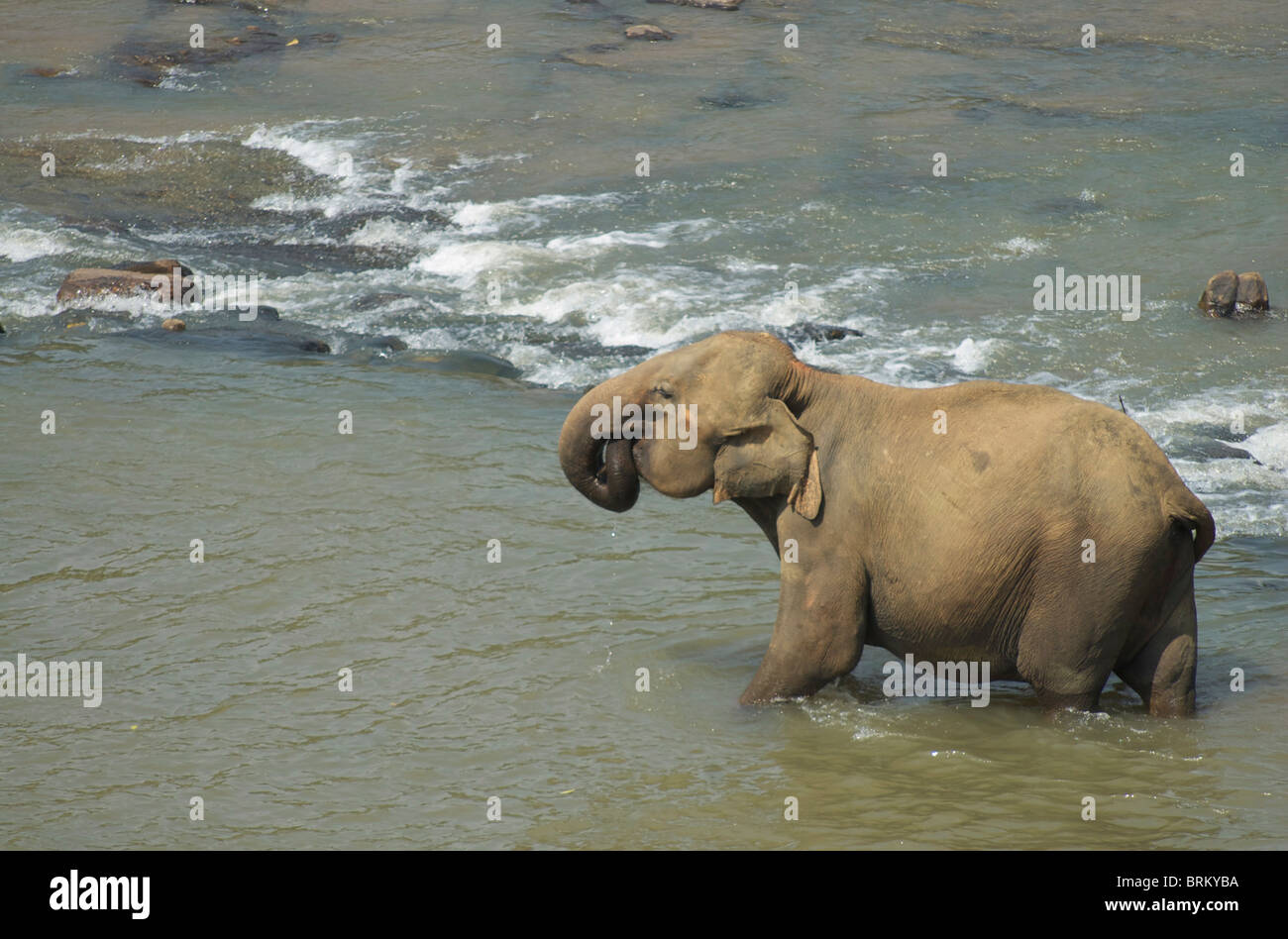 Ma oya hi-res stock photography and images - Alamy