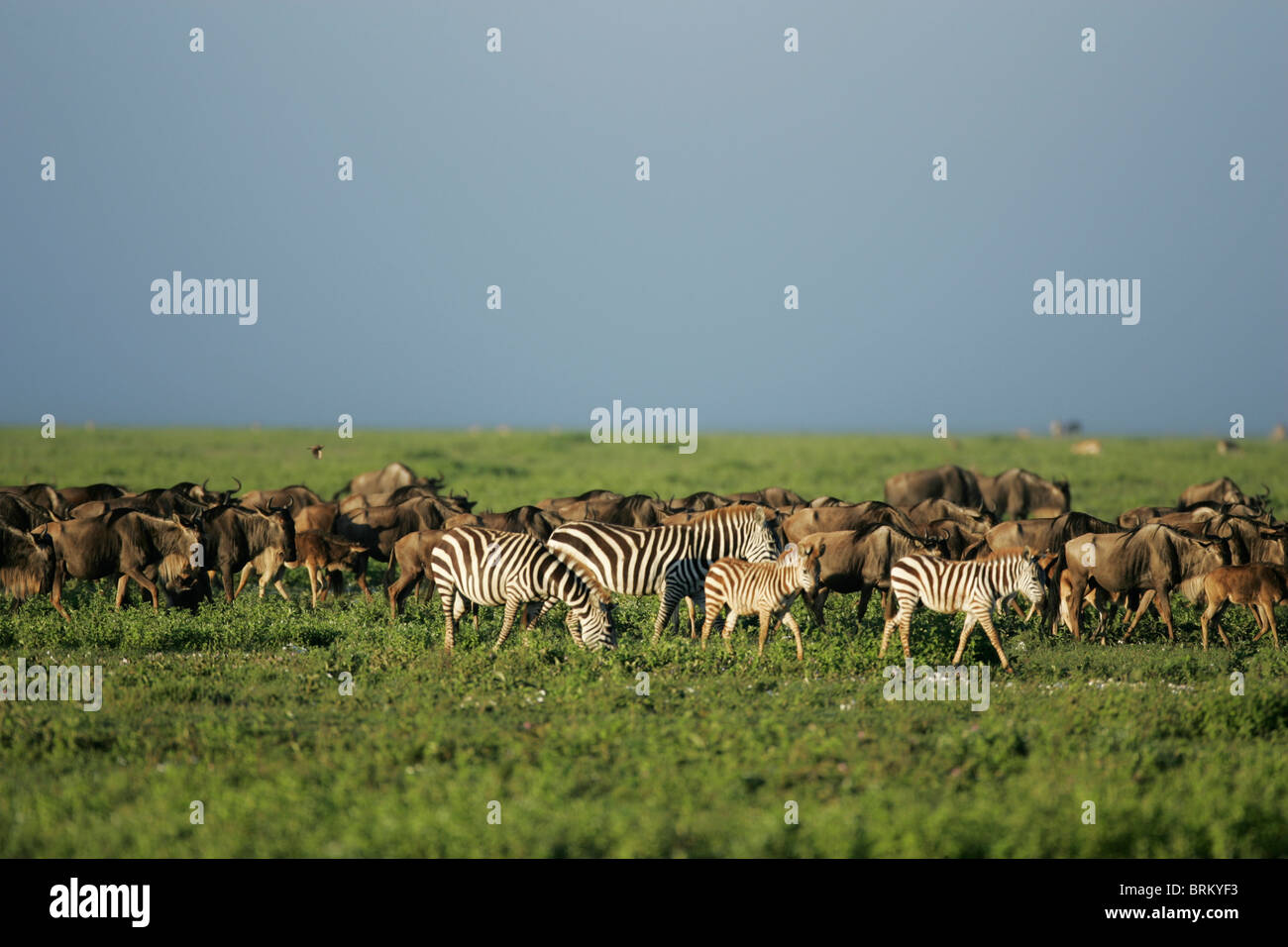 White-bearded wildebeest and zebra on migration Stock Photo - Alamy