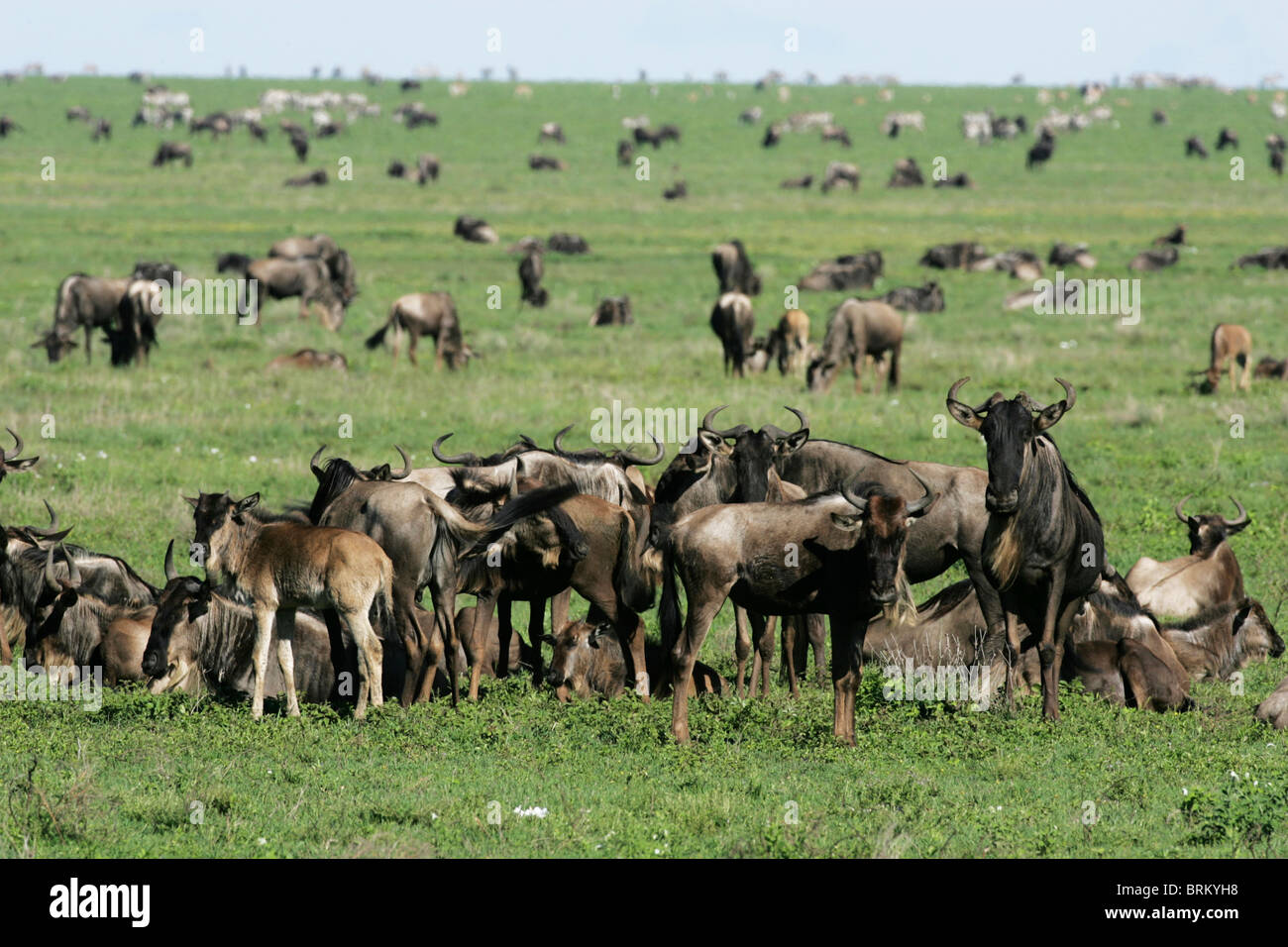 Ndutu migration hi-res stock photography and images - Alamy