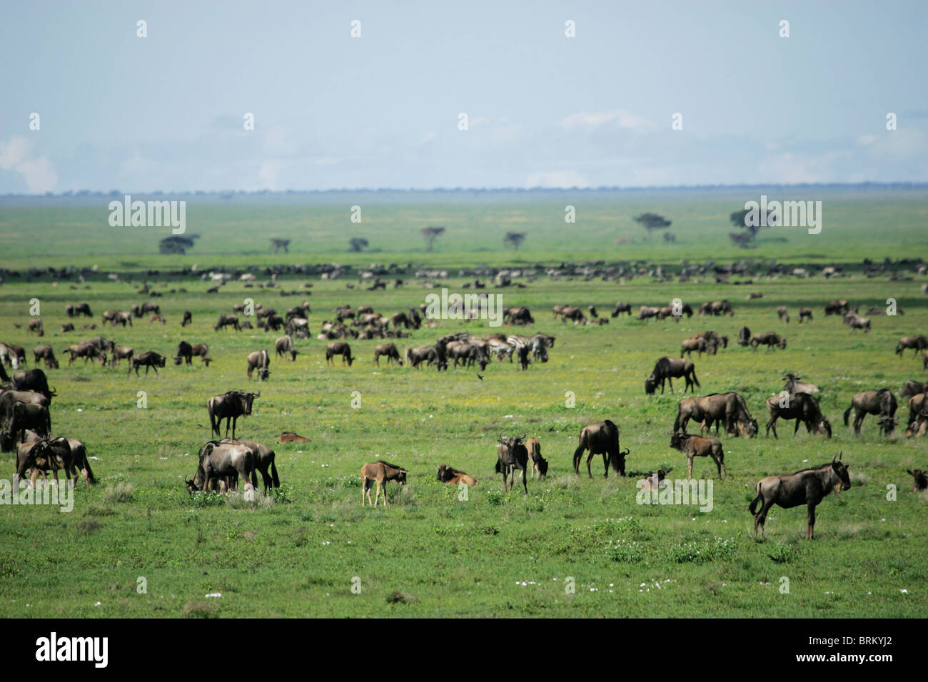 White-bearded wildebeest during migration Stock Photo - Alamy