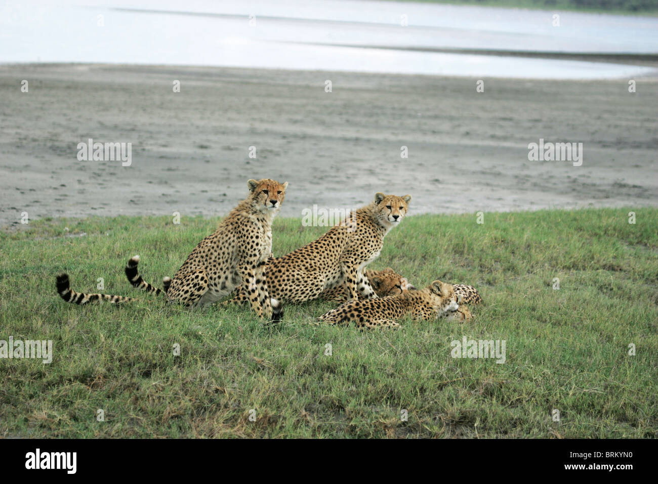 Four cheetah resting on the shores of a lake Stock Photo - Alamy