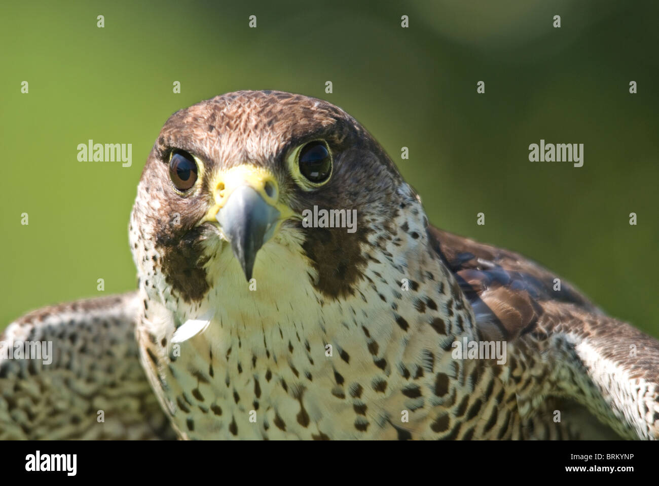 Peregrine falcon portrait (Falco peregrinus). Captive Stock Photo - Alamy