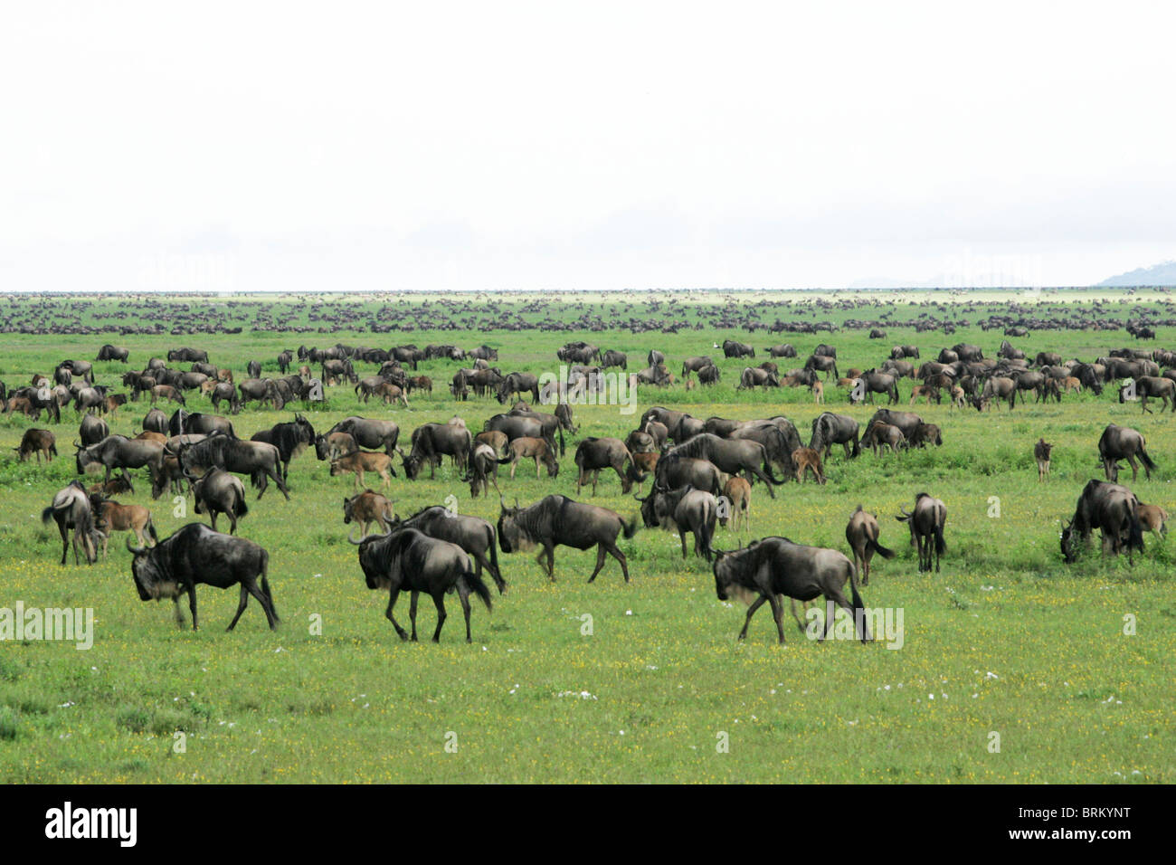 White-bearded wildebeest on migration Stock Photo - Alamy