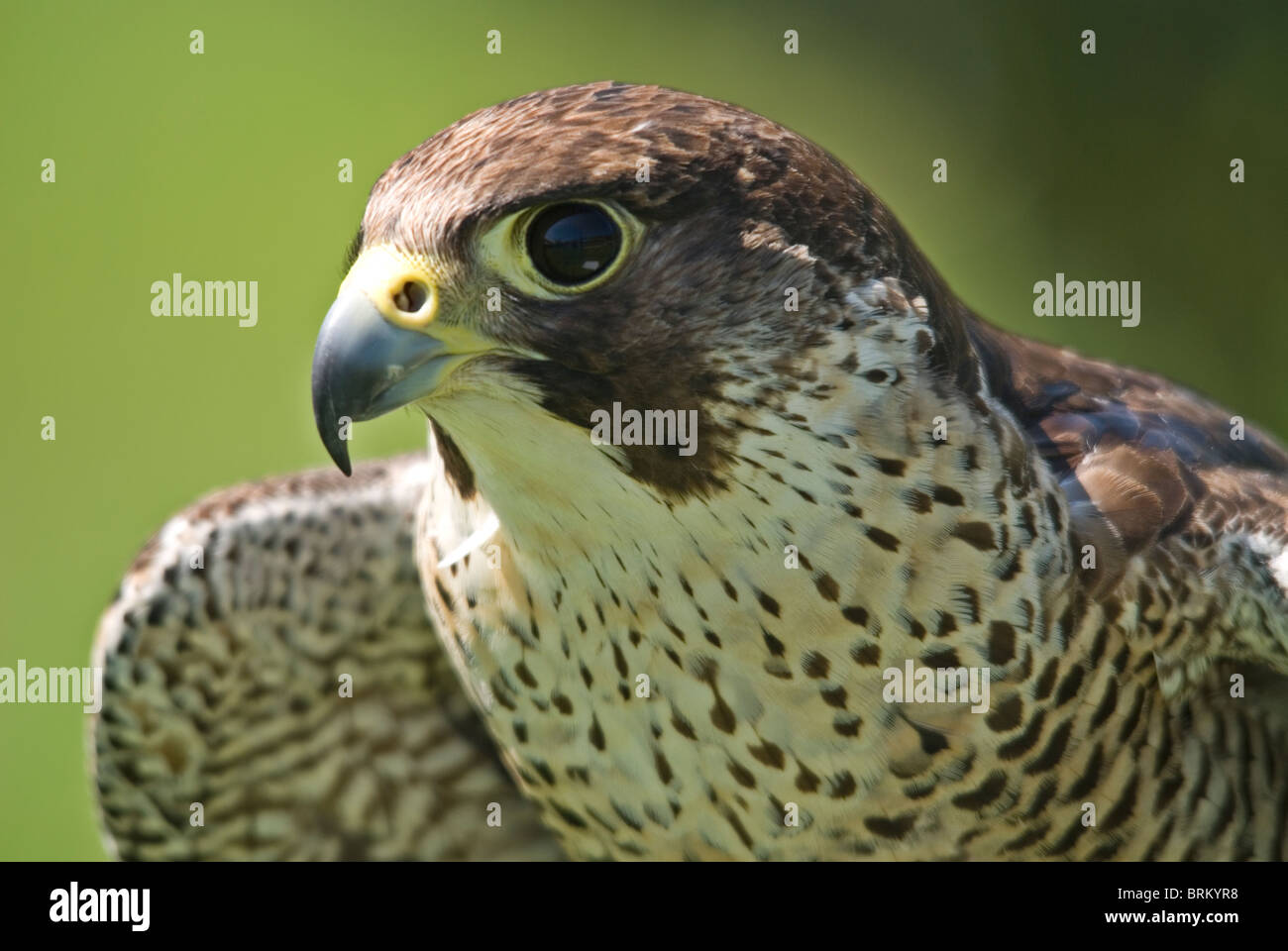 Falcon portrait hi-res stock photography and images - Alamy