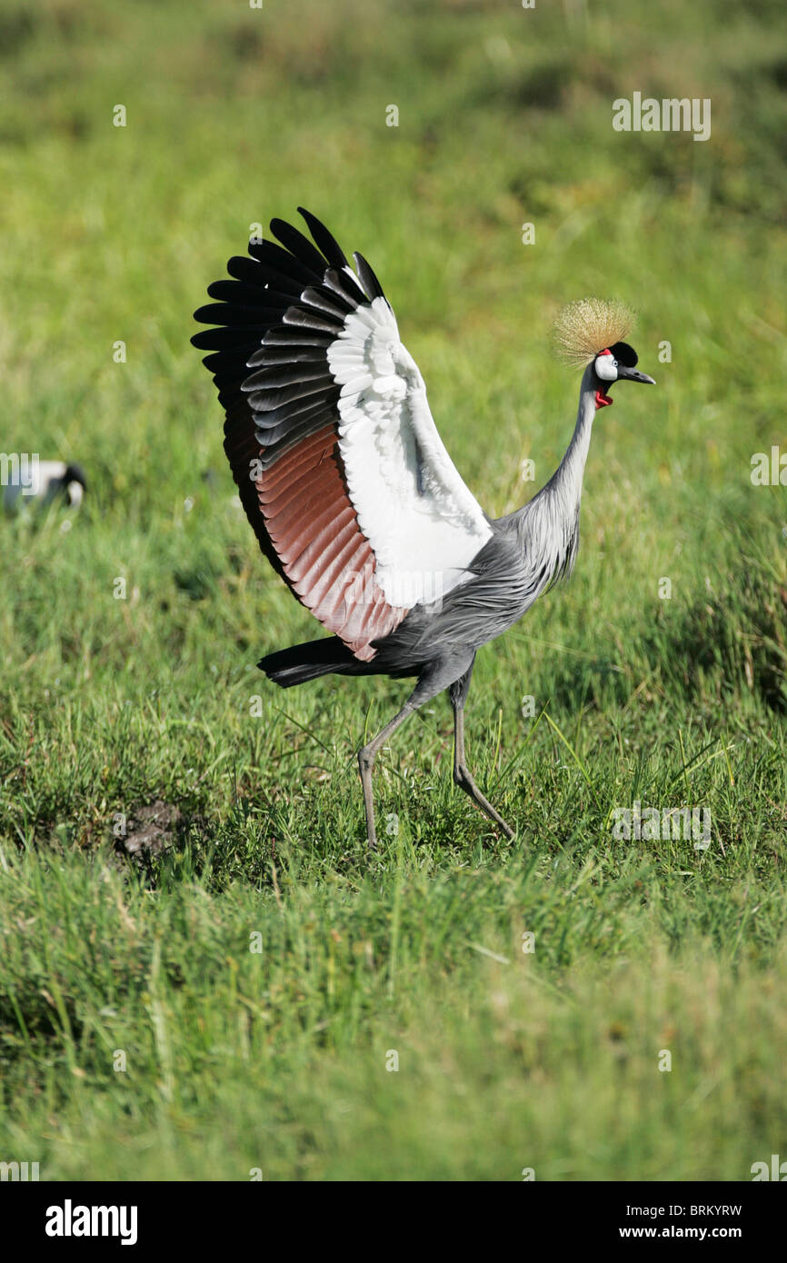 A crowned crane landing on the ground with wings stretched upwards ...