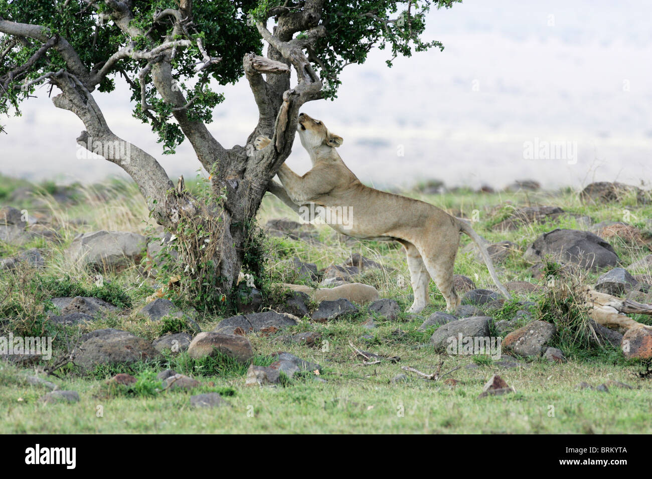 Lion sharpening claws hi-res stock photography and images - Alamy