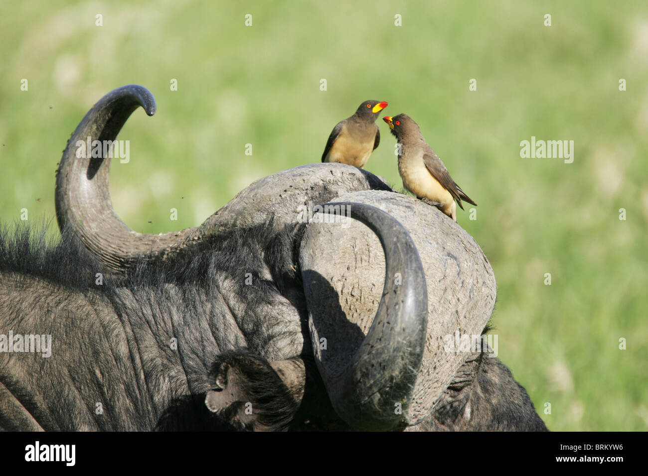 Oxpeckers hi-res stock photography and images - Alamy