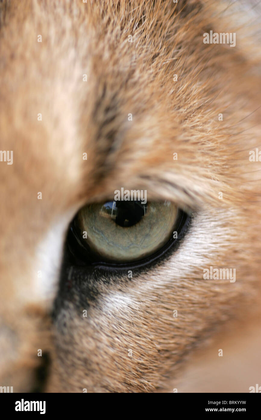 Close-up of Caracal eye Stock Photo - Alamy