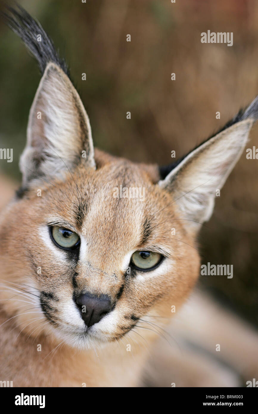 Caracal cat head hi-res stock photography and images - Alamy