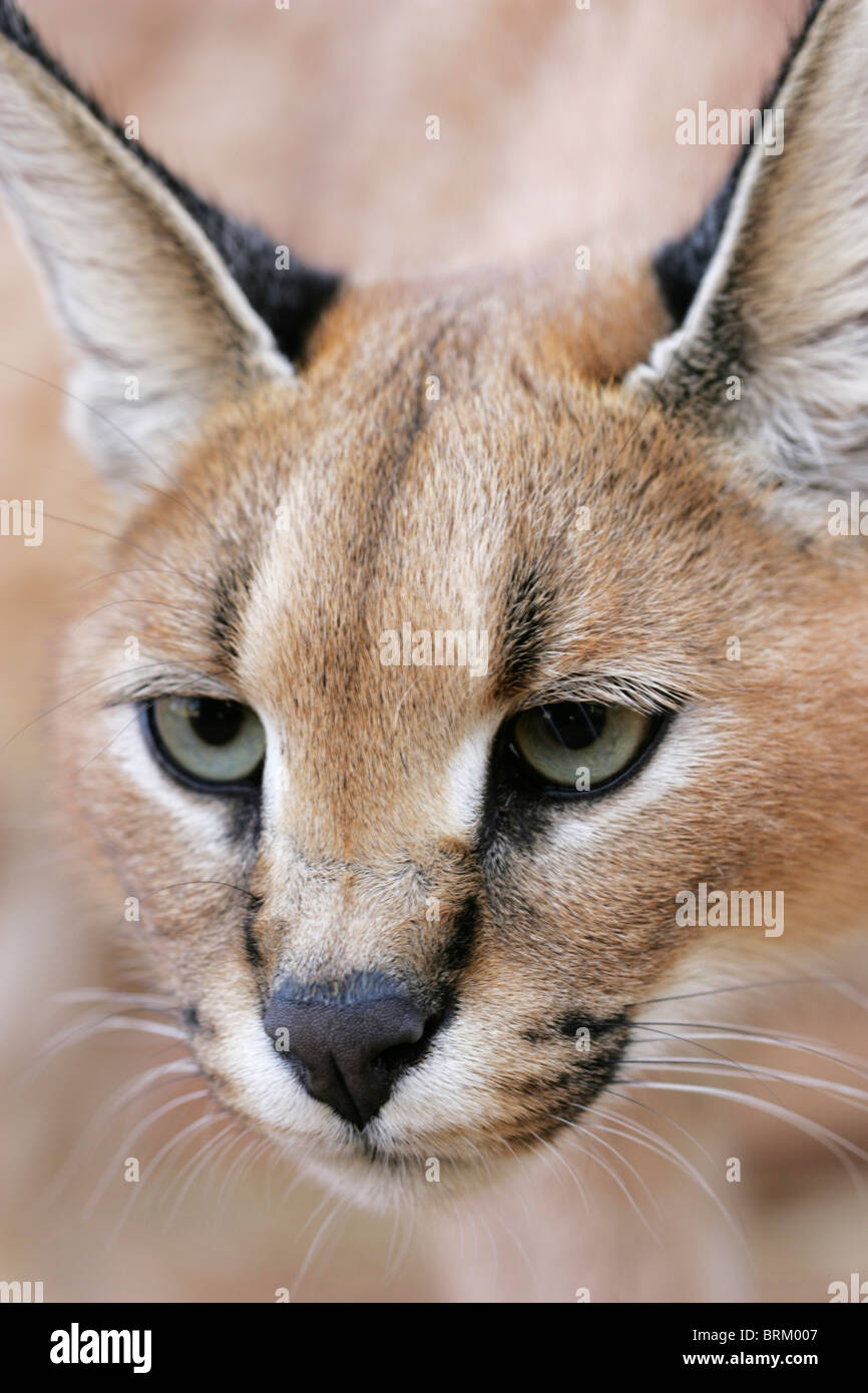Caracal cat head hi-res stock photography and images - Alamy