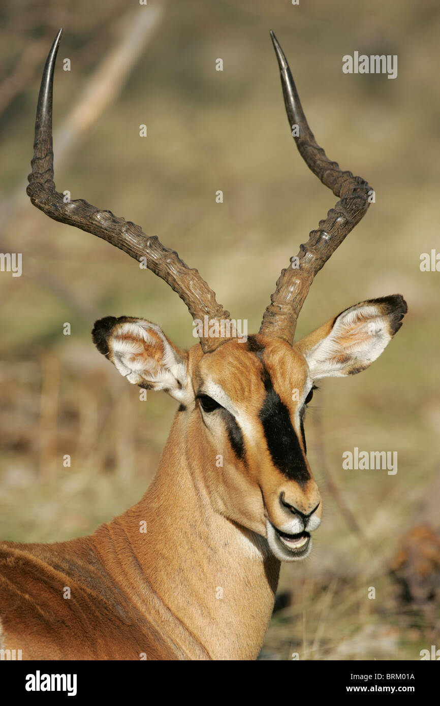 Impala ram portrait Stock Photo - Alamy