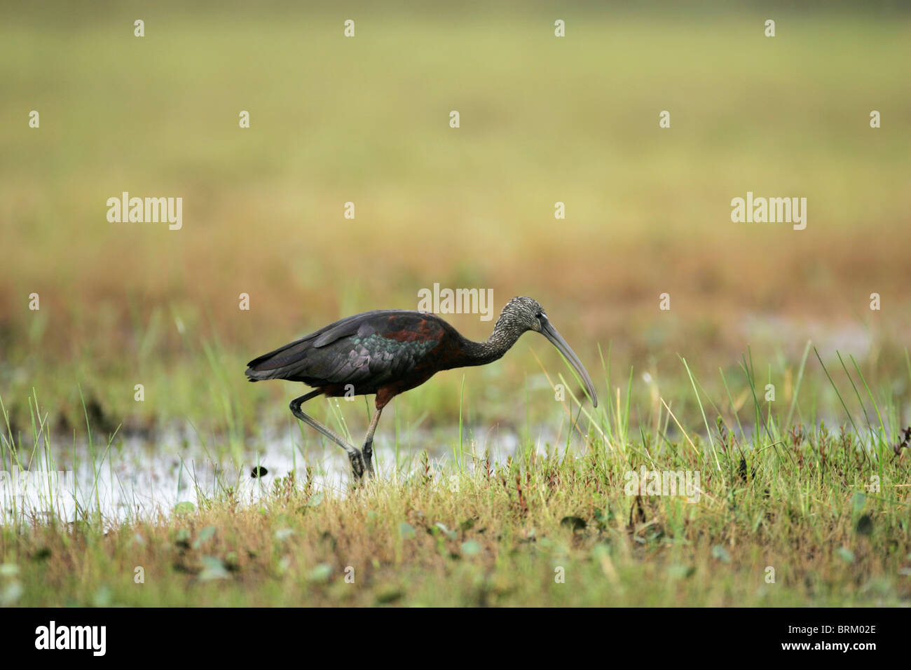 Glossy ibis walking in wetland area Stock Photo - Alamy