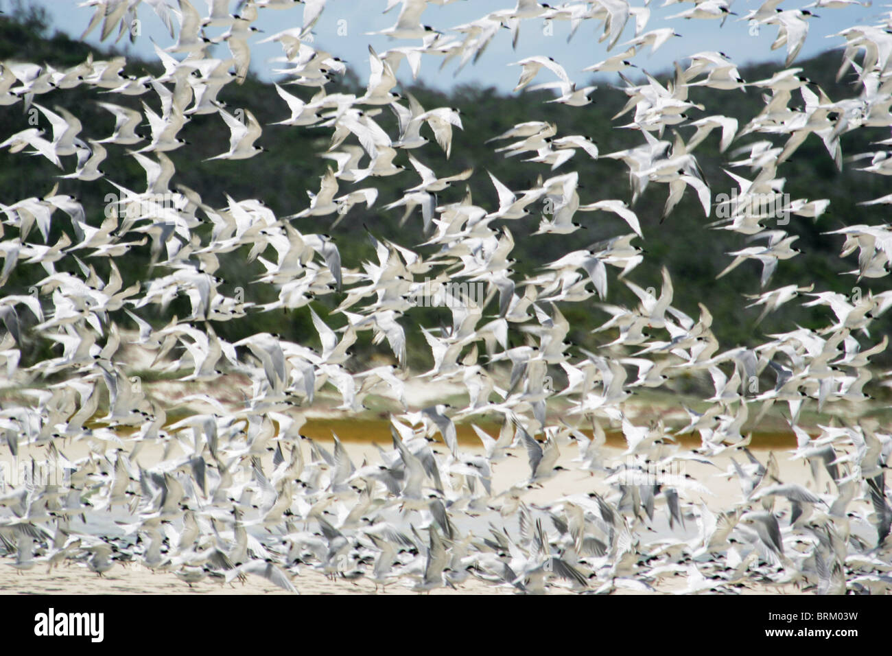 Large flock of birds in flight Stock Photo - Alamy