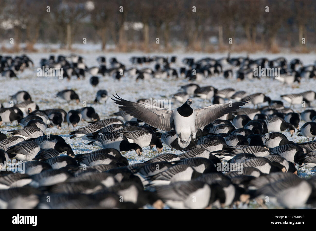 Barnacle geese hi-res stock photography and images - Alamy