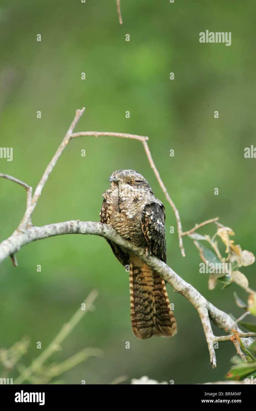 Pennant-Winged Nightjar perched on a branch Stock Photo - Alamy
