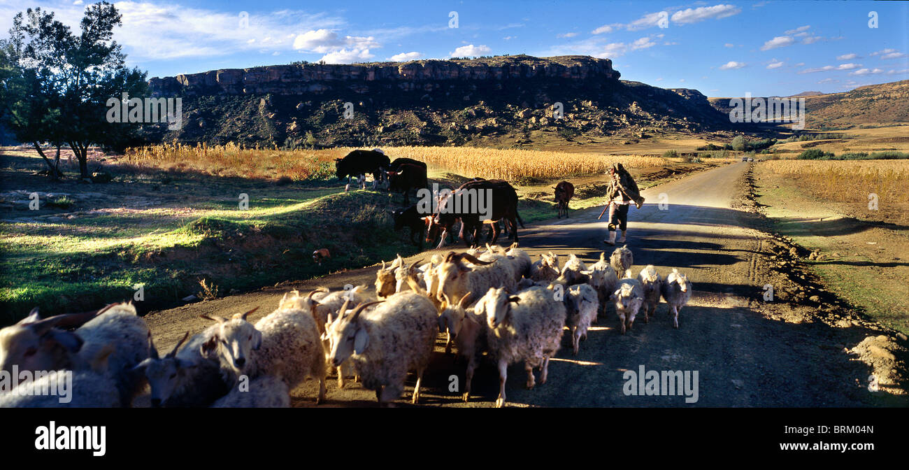 Road country sheep hi-res stock photography and images - Alamy