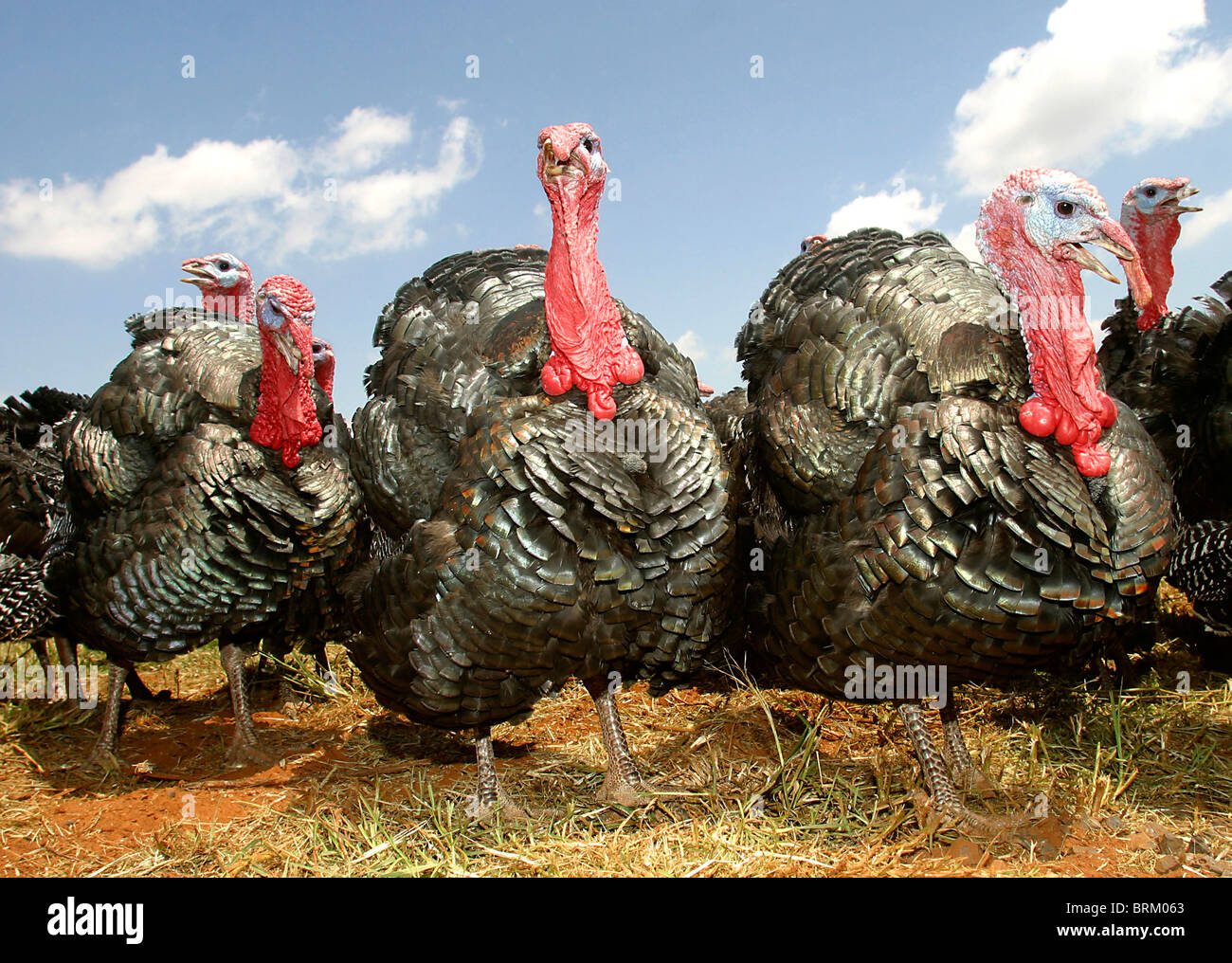 Low angle group turkeys hi-res stock photography and images - Alamy