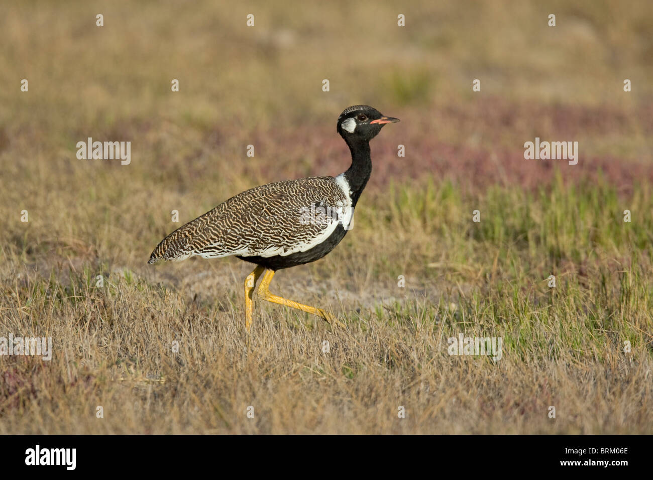 Korhaan hi-res stock photography and images - Alamy