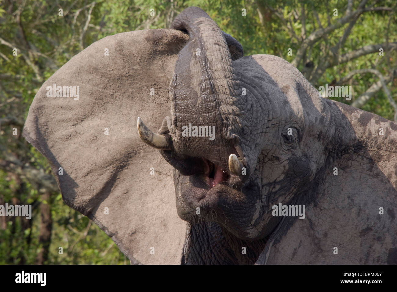 Wet behind the ears hi-res stock photography and images - Alamy
