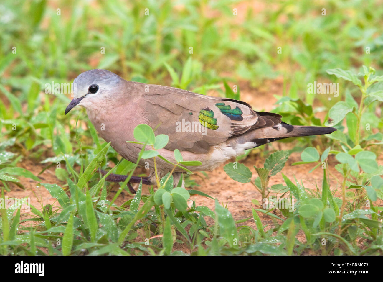 Green spotted dove hi-res stock photography and images - Alamy