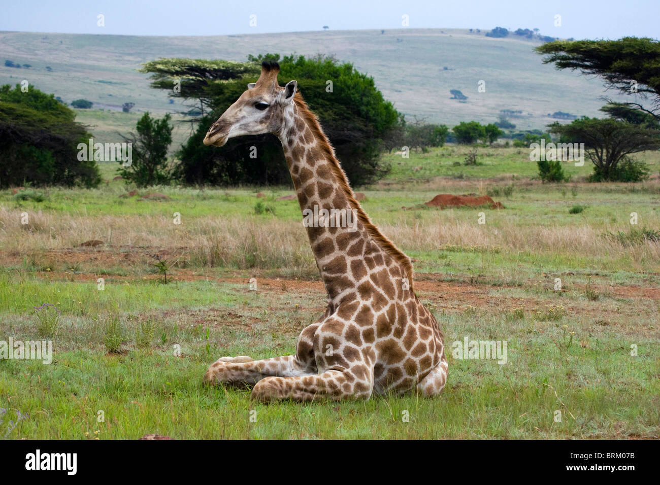 Giraffe resting on the ground with its legs curled up Stock Photo - Alamy