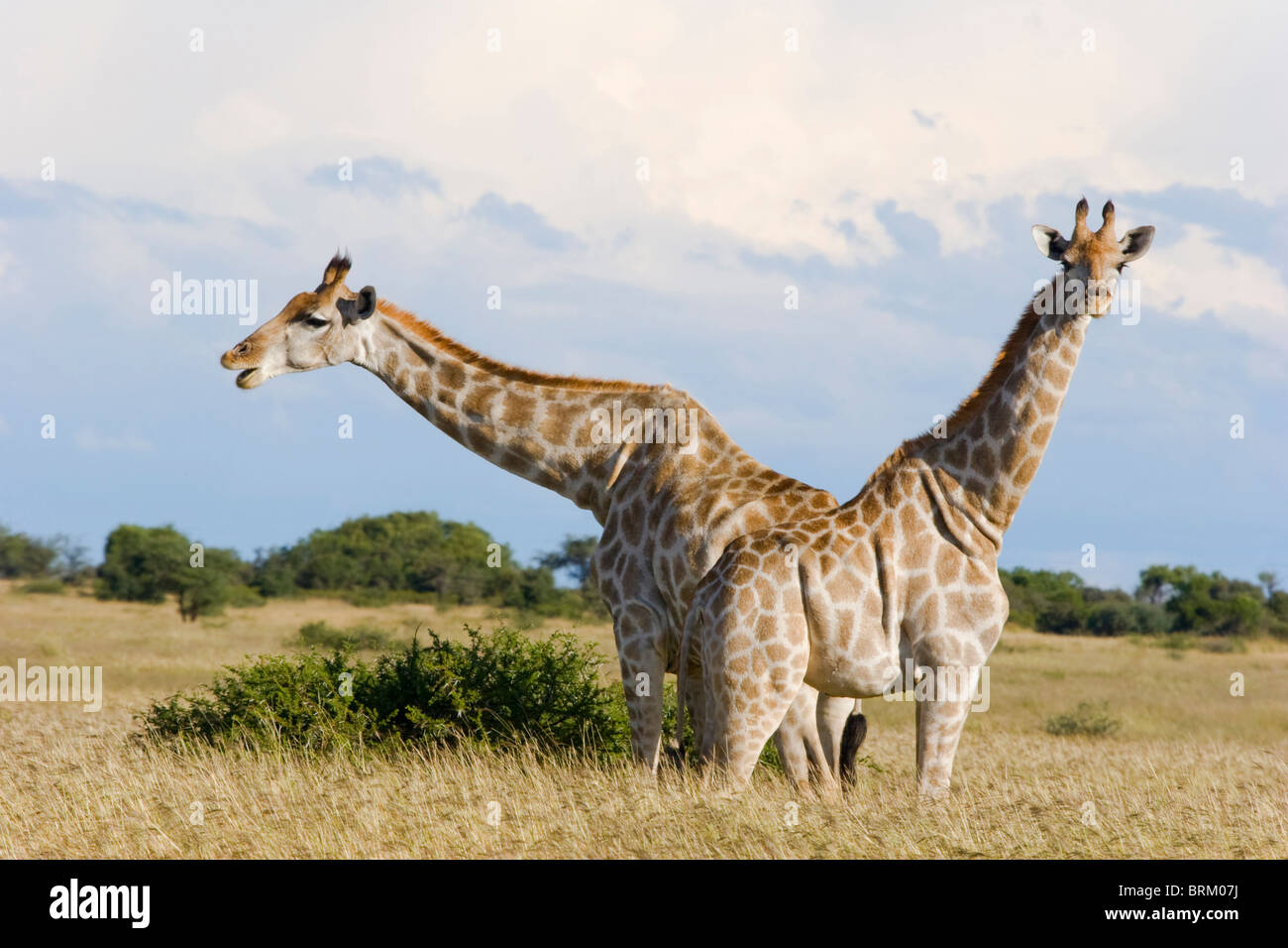 Pair of Giraffe standing back to back Stock Photo - Alamy
