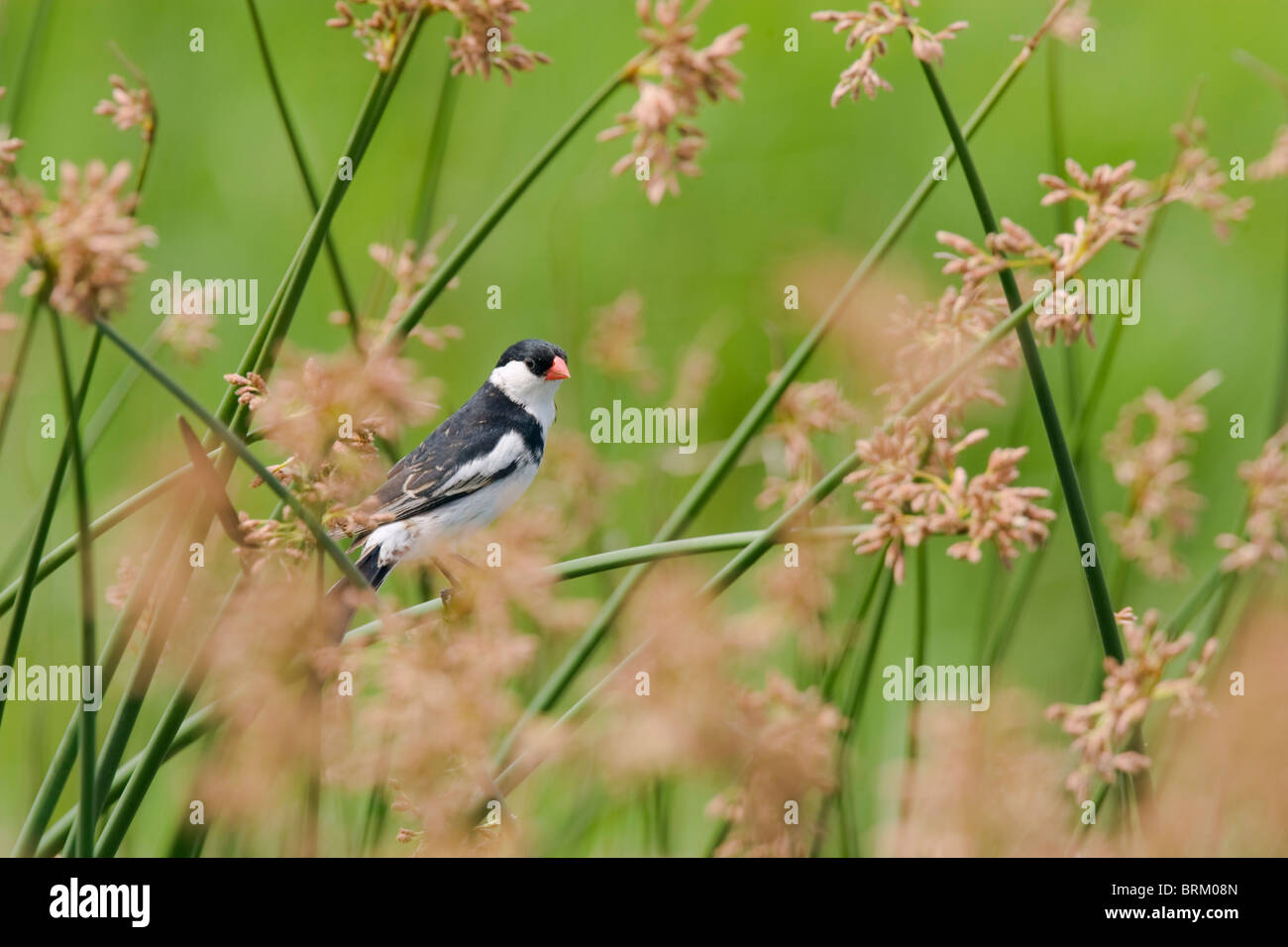 Male pin-tailed whydah perched on a stem Stock Photo - Alamy